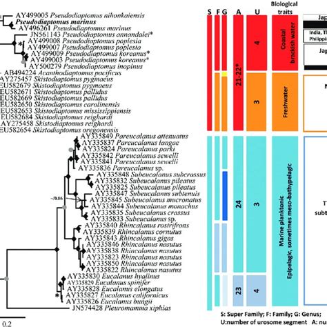 Phylogenetic Reconstruction Based On Its2 Sequences The Tree Topology