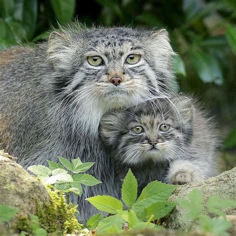 Wildlife Planet On Instagram Pallas Cat And Her Very Cute Kitten