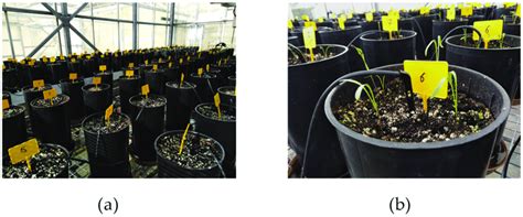 Experimental Setup Of Carrot Accessions At The Glasshouse Facilities Of Download Scientific