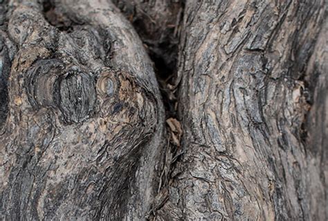 110 Free Natural Tree Textures For Photoshop