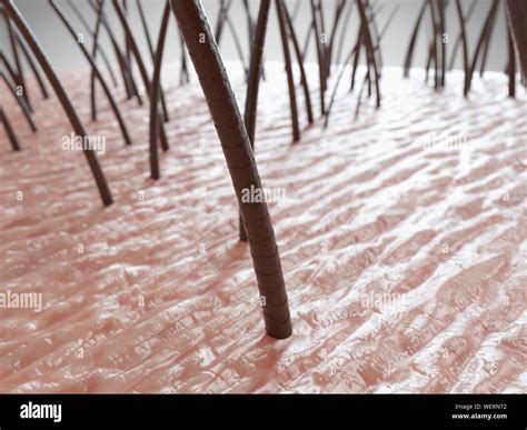 Strand Of Hair Hi Res Stock Photography And Images Alamy