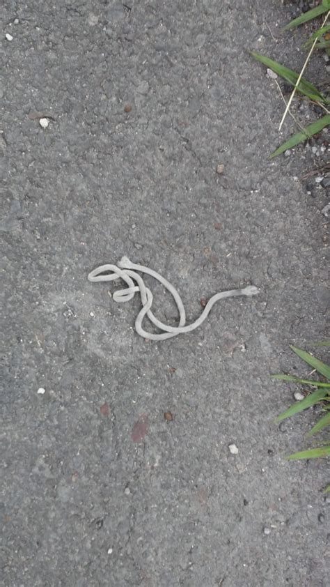 This Piece Of String I Found Looks Like A Rat Rmildlyinteresting