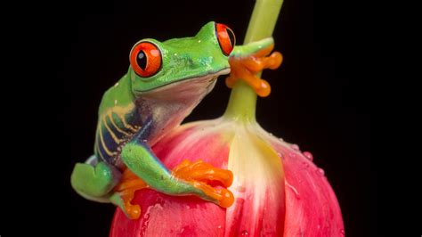 4k Frogs Wallpapers Wallpaper Cave