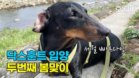 유기견 입양 후 두 번째 봄맞이 닥스훈트 호롱이 브이로그 Youtube
