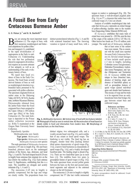 A Fossil Bee From Early Cretaceous Burmese Amber Pdf Bees A Fossil Bee From Early Cretaceous Burmese Amber Pdf Bees