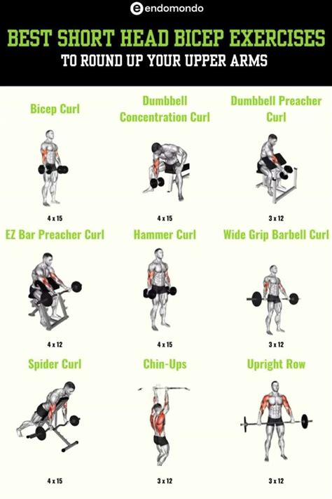 Best Short Head Bicep Exercises Video In 2024 Biceps Workout Gym