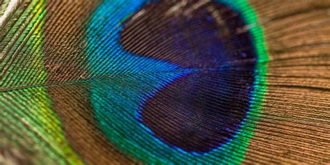 Kubecon Cloudnativecon India Lf Events