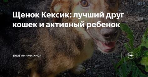 Щенок Кексик лучший друг кошек и активный ребенок Блог Мими кися Дзен