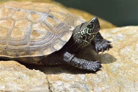 Reeves Turtle Mauremys Reevesii A Hardy And Ancient Freshwater Companion Aquanswers