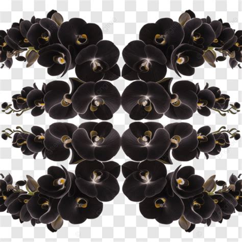 스파 개념 검은 난초와 현무암 돌을 갖춘 투명한 배경 스파 개념 검은 난초와 현무암 돌을 갖춘 투명한 배경 스파 아이디어 맑은 배경에 검은 난초와 현무암 돌 결석