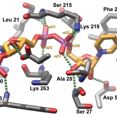 Chschr Reaction Pathway Left Panel The Chs Catalyzed Pathway To