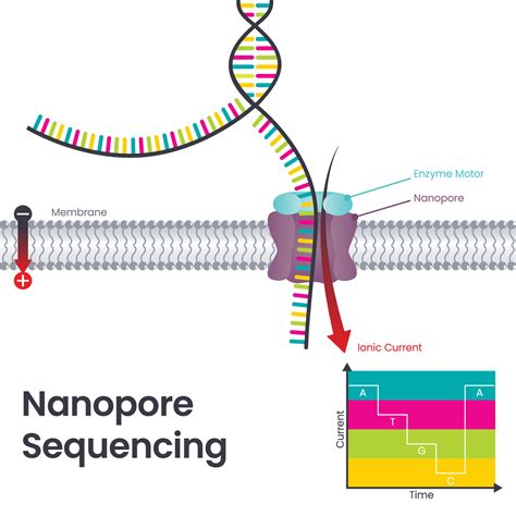 Nanopore Sequencing Scientific Educational Vector Illustration Diagram 17225833 Vector Art At