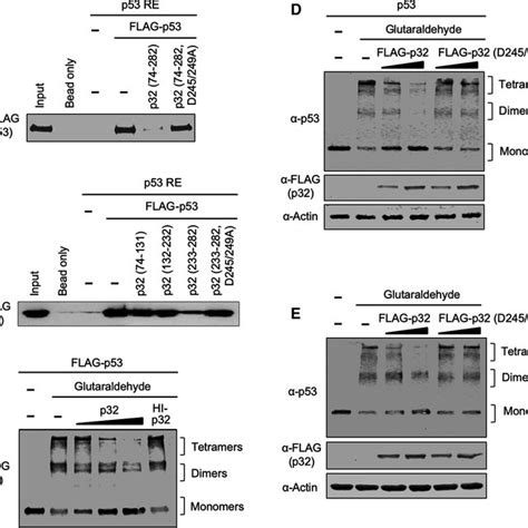 Effects Of P32 Mutations On P32 P53 Interaction A Model Of Trimeric Download Scientific