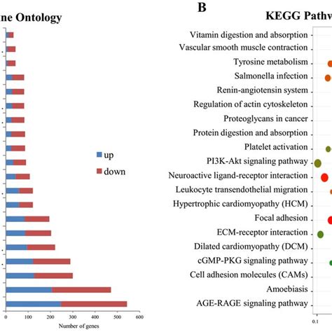 go pathway analysis of differentially expressed protein coding