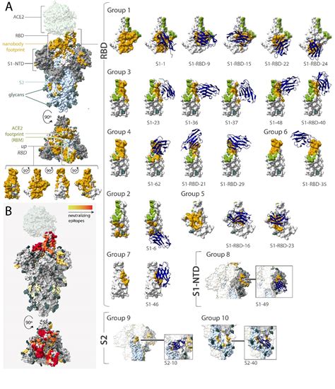 Nanobodies Laboratory Of Cellular And Structural Biology