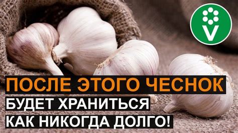 Как сохранить чеснок до весны Садоводство на балконе Сад в горшке Гидропонное садоводство