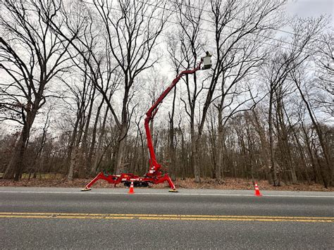 The Difference Between Tree Pruning And Tree Trimming What Homeowners