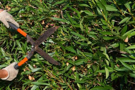 Pruning Oleander Out Of Season Can Devastate Your Plant Heres How To