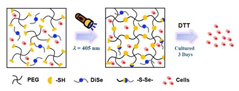 Engineering Reversible Hydrogels For 3d Cell Culture And Release Using