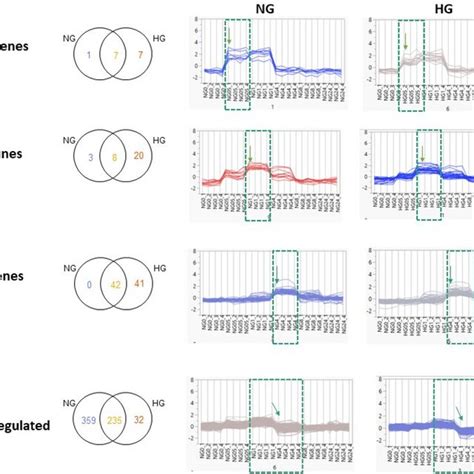 K Means Clustering Of Degs In Ng And Hg Conditions Venn Analysis And Download Scientific