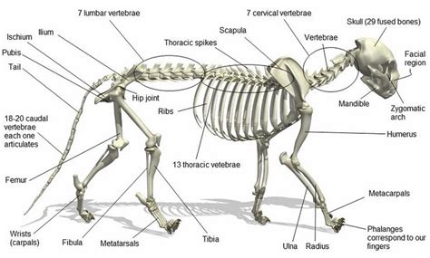 Cat Skeleton A  800×481 Pixels Cat Anatomy Cat Skeleton Skeleton Anatomy