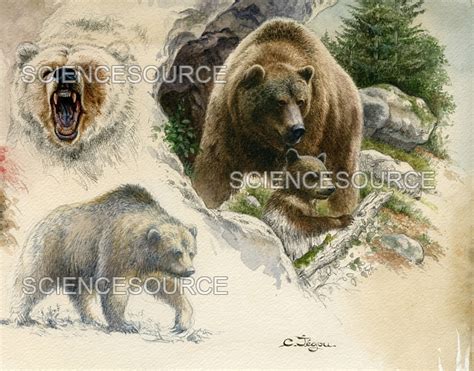 Prehistoric Bear Drawing