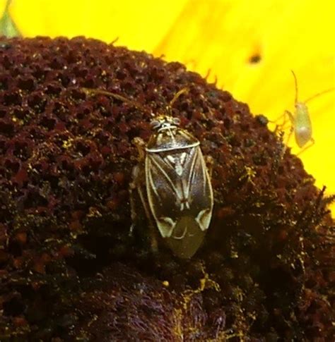 Plant Bug Lygus BugGuide Net