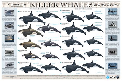 Orcas Orcas Everywhere The Evolution Of Ecotypes — Strawberry Isle