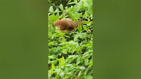 너무귀여운작은새 Youtube