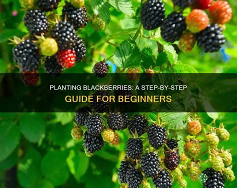Planting Blackberries A Step By Step Guide For Beginners Shuncy