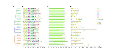 Phylogenetic Relationship Conserved Motifs Conserved Domains And Gene