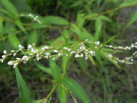 Горец перечный (Polygonum hydropiper L.) - лекарственное растение ...