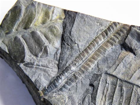 Curiosidades CientÍficas El Carbonífero