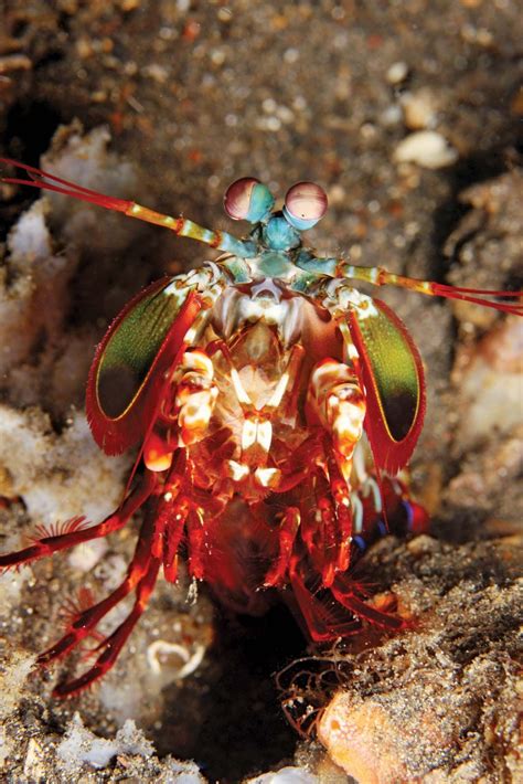 Top Ten Mantis Shrimp Facts 20 Facts About Shrimp You Never Knew Gptei