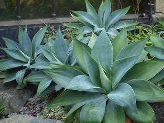 Fox Tail Agave Agave Attenuata Nova Large Succulent Plant