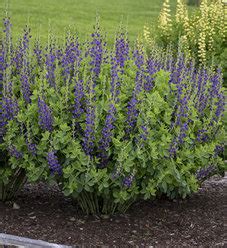 Baptisia Proven Winners