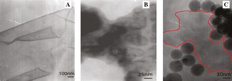 Tem Images Show The Morphology Of Emulsion Samples A Go Sheet B