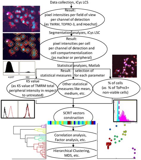 The Screen Algorithm Is Schematically Represented The Steps From Cell Download Scientific