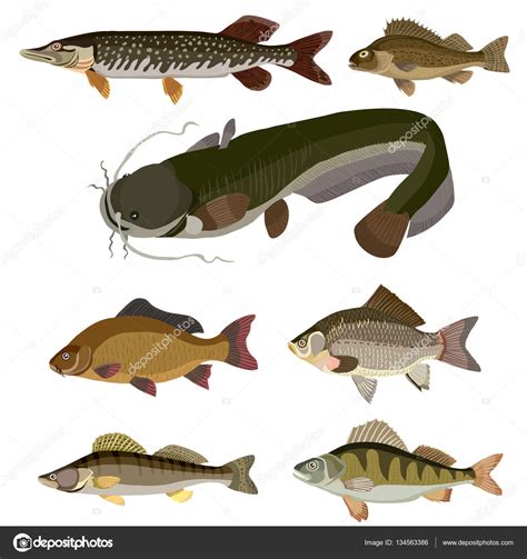 물고기의 차이가 종류의 집합 스톡 벡터 ©kopirin 134563386