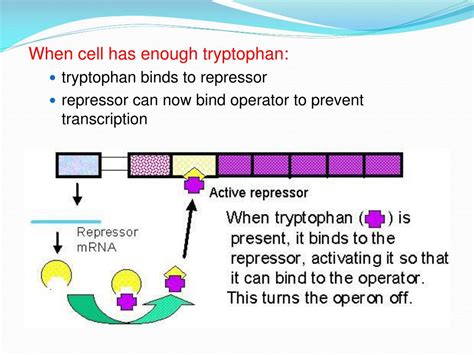 Ppt Gene Expression Regulation Trp Operon Powerpoint Presentation