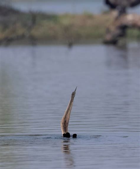 Premium Photo A Snake S Head Is Sticking Out Of The Water And The Water Is In The Background