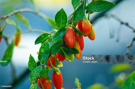 구기자란 구기자 효능 부작용 섭취 방법 보관 방법 총정리