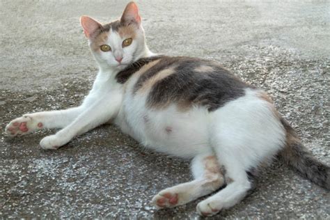 How To Help A Cat Give Birth 5 Vet Reviewed Tips Catster