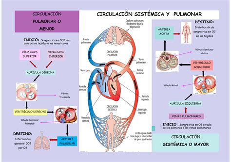 Circulación Pulmonar