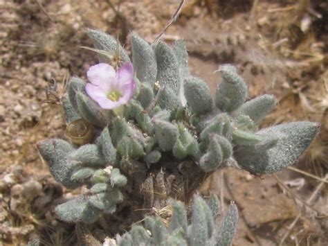Hierba De La Virgen Plantas Silvestres En La Ciudad · Inaturalist