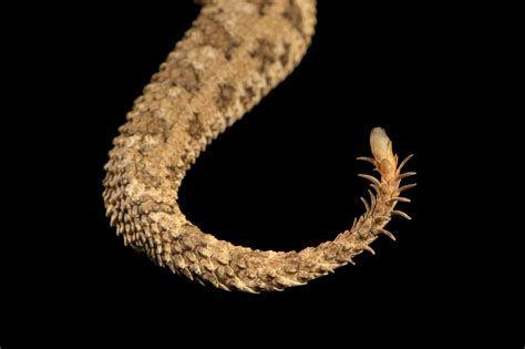 The Tail Of A Spider Tailed Horned Viper Pseudocerastes Urarachnoides