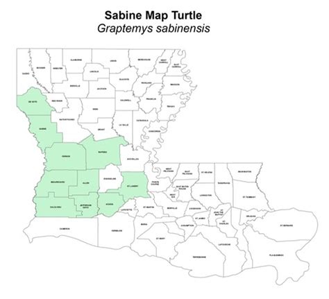 Sabine Map Turtle Graptemys Sabinensis Brad Gloriosos Personal Website Amphibians And