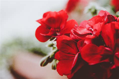 ¿cuál Es El Significado Y El Simbolismo Del Color Rojo Esvivir