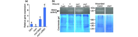 Characterisation Of Rns1 Gene Knockout And Complementation Arabidopsis
