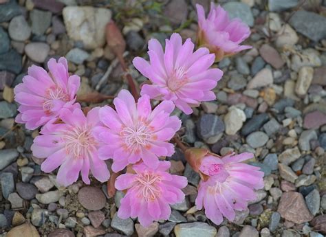 Field Notes All About The Bitterroot Montanas State Flower